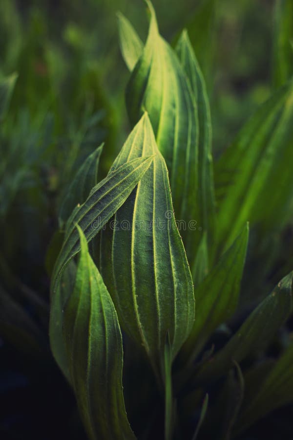 Grean leaves stock photo. Image of leaf, texture, nature - 39655986