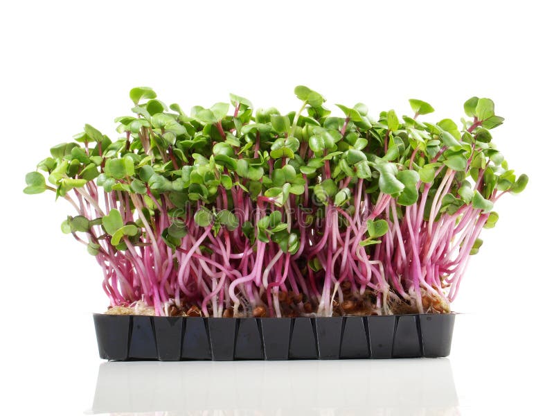 Grean Purple Shiso Cress on White Background - Isolated Stock Photo ...