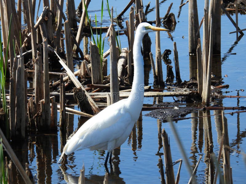 Grear White Egret Hunting in Marsh during Migratory Breeding Season ...