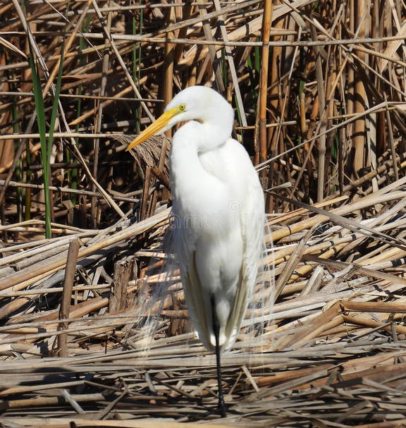 Great White Egret during Migratory Breeding Season in NYS Stock Photo ...