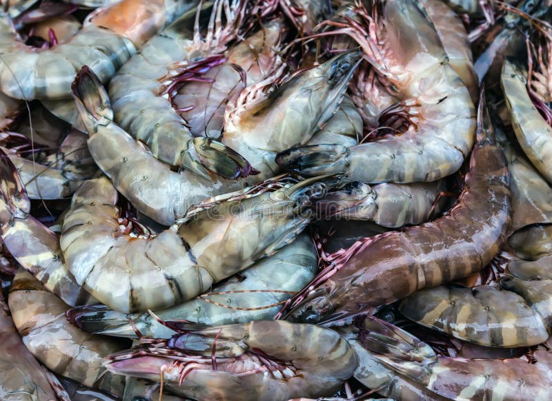 Greasyback Shrimp Display Seafood Top View Stock Photo - Image of meal ...