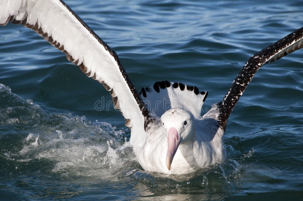 Great Albatross stock image. Image of landscape, horizon - 17832917