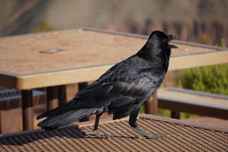 Great American Crow with Shiny Black Plumage Stock Image - Image of ...