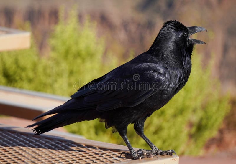 Great American Crow with Shiny Black Plumage Stock Image - Image of ...