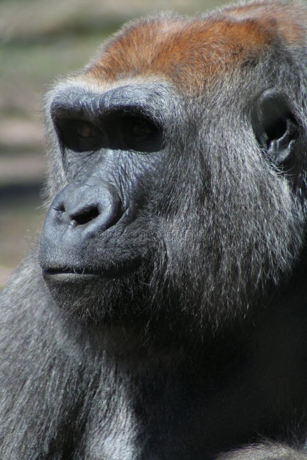 The great ape stock photo. Image of gorilla, animal, wildlife - 663884