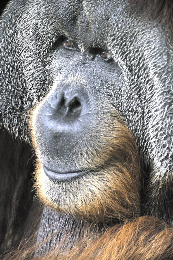 Great Ape stock photo. Image of orange, hair, forest, close - 7674846