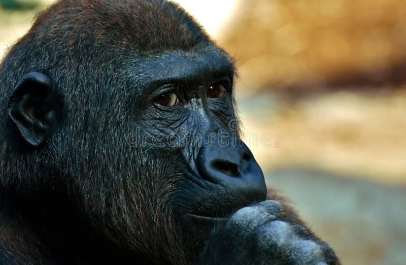 Great Ape, Face, Western Gorilla, Fauna Stock Image - Image of wildlife ...