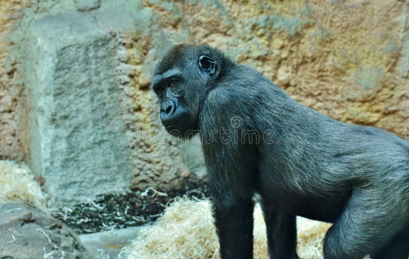 Great Ape, Fauna, Western Gorilla, Primate Picture. Image: 109022121