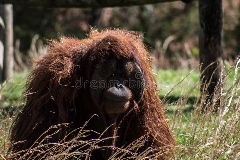 Great Ape - Orangutan Sitting in a Field Stock Image - Image of stare ...