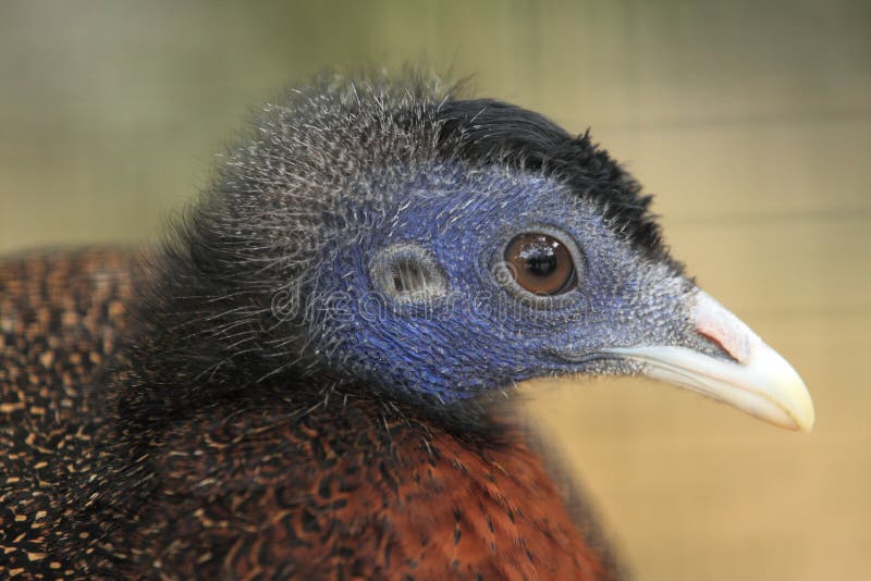 Great argus stock image. Image of animal, phoenix, plumaged - 24384757