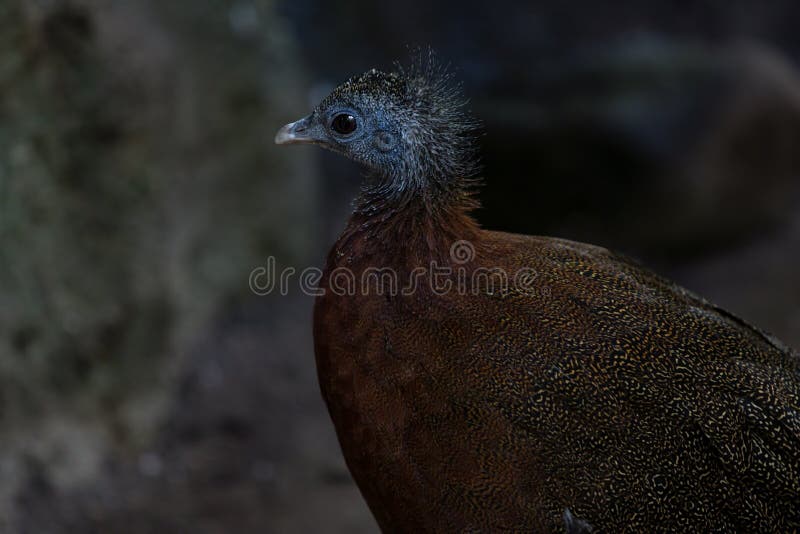 Great Argus Argusianus Bird Portrait Close Up Stock Photo - Image of ...