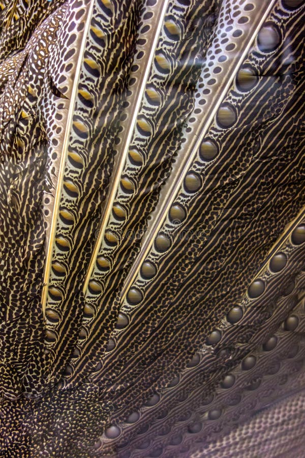 Great Argus Feathers Pattern Beautiful Background Stock Image - Image ...