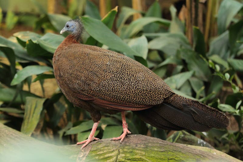 Great argus stock image. Image of adult, pheasant, brid - 372919901