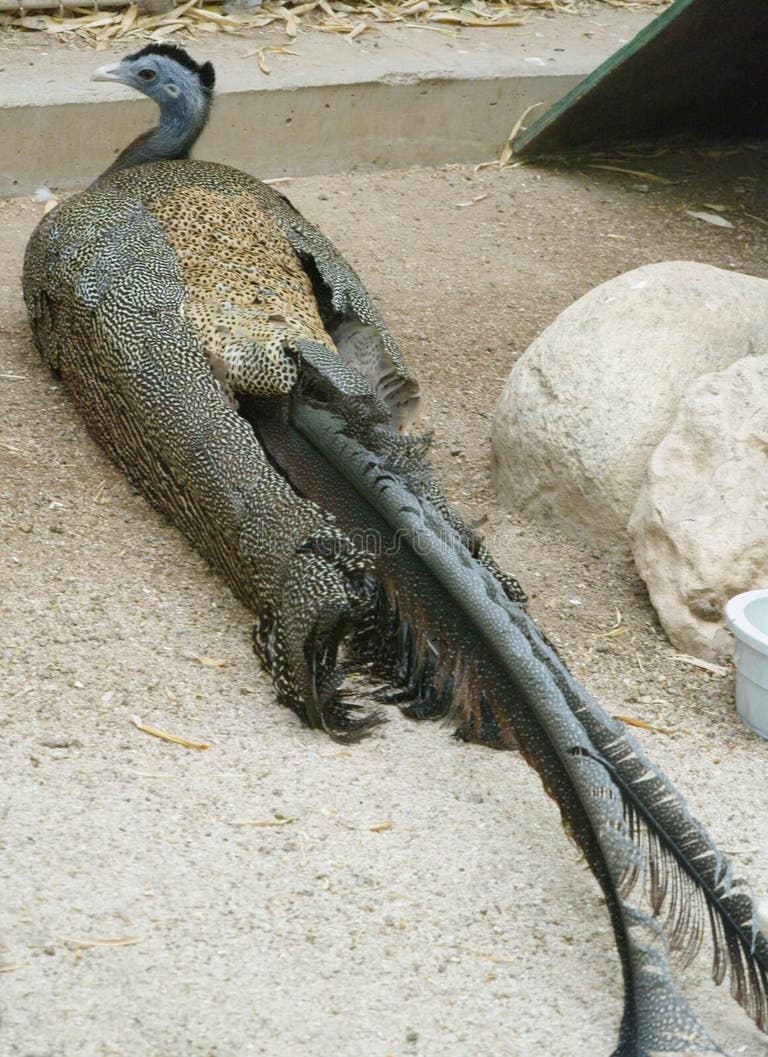 Argus Stock Illustrations – 735 Argus Stock Illustrations, Vectors ...