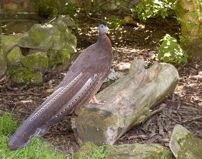 Great Argus Pheasant (Argusianus Argus) Stock Image - Image of tail ...