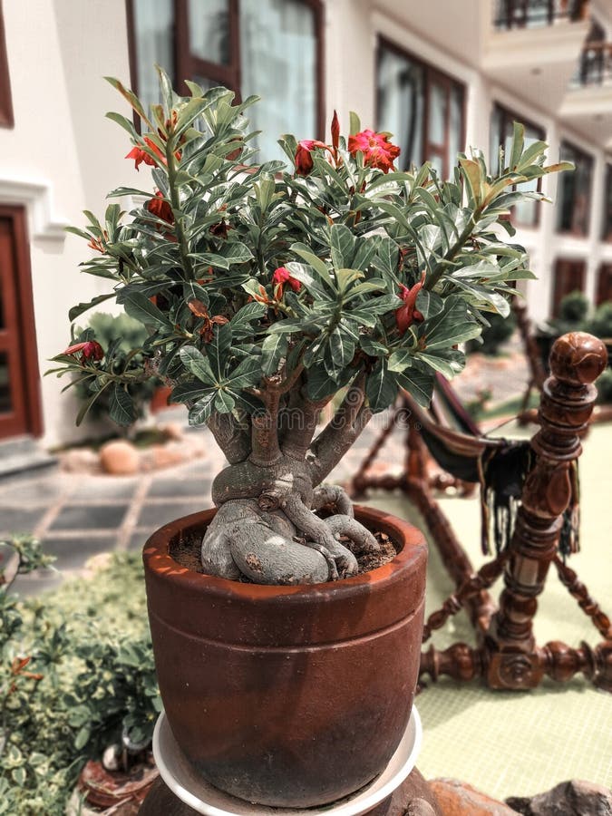 Great Asian flower adenium stock photo. Image of garden - 215097036