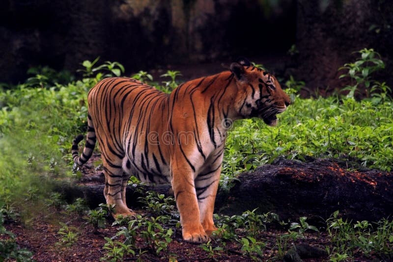 Great Asian Tiger in the Zoological Park, India Stock Image - Image of ...