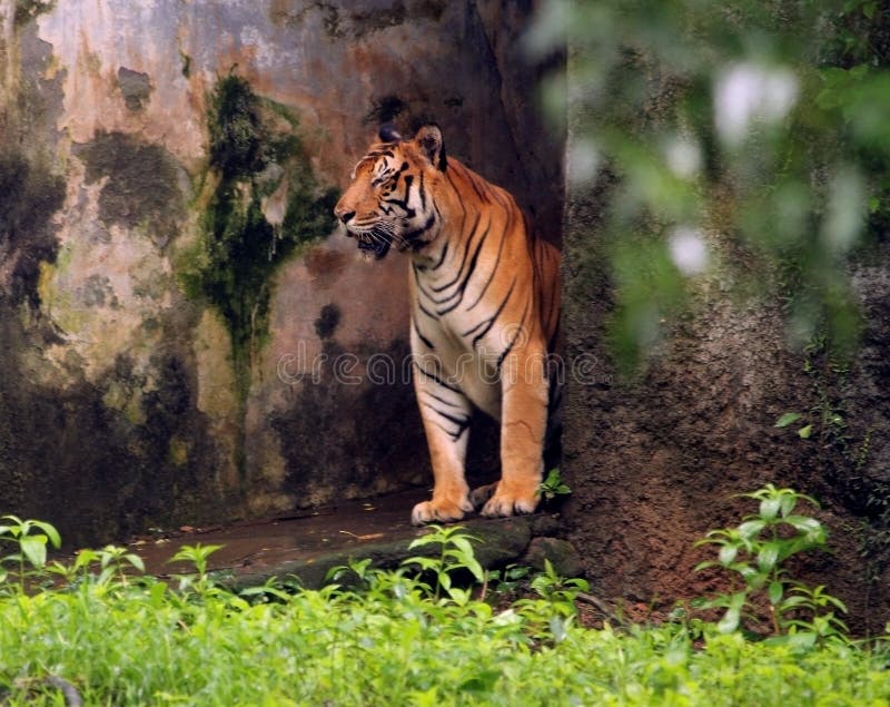 Great Asian Tiger in the Zoological Park, India Stock Photo - Image of ...