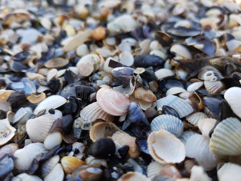 Assortment of Seashells on the Beach Stock Photo - Image of people ...
