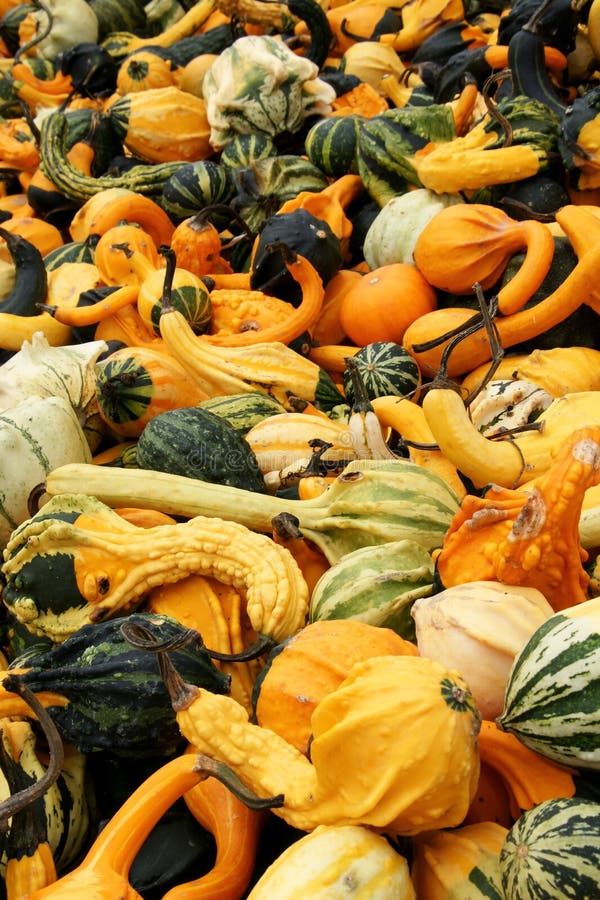 Great Assortment of Squashs and Gourds Stock Image - Image of autumn ...