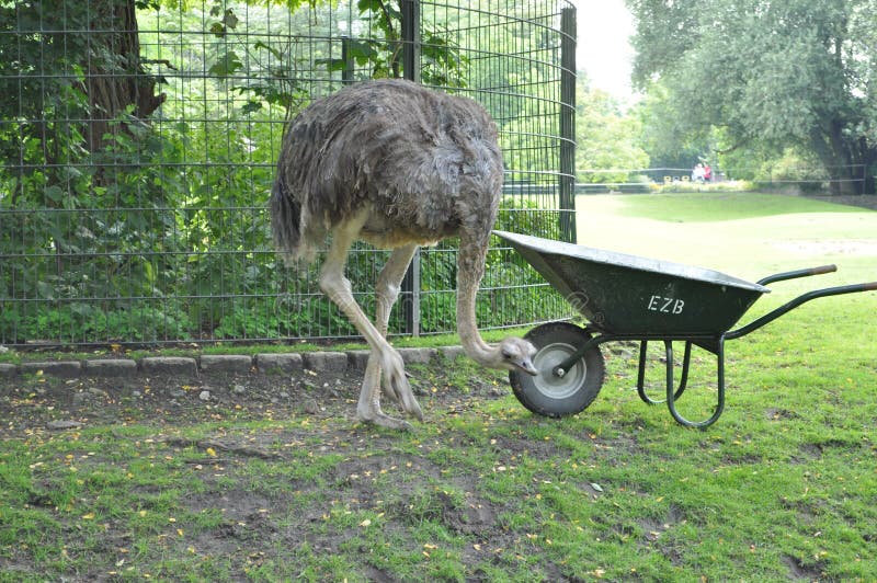 Great Australian Ostrich Bird in the Paddock at Zoo on Green Grass ...