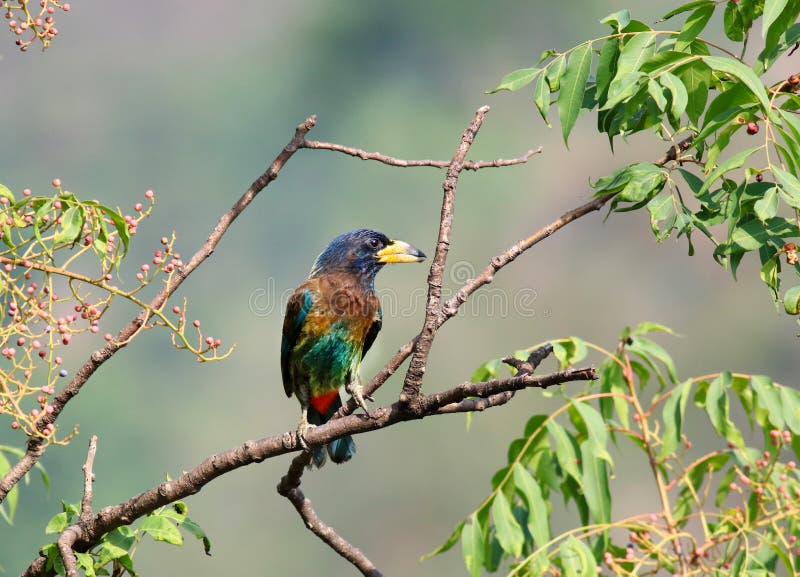 Great barbet stock image. Image of feathers, wild, tree - 118712877