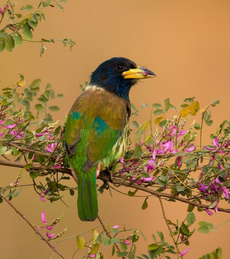 Great Barbet on a Tree Brunch with Blossoms Stock Image - Image of ...