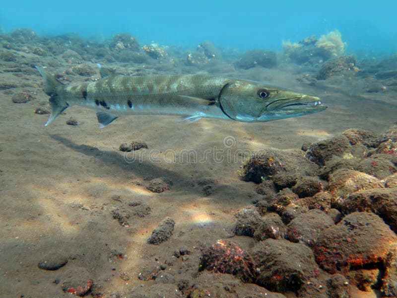 Great Barracuda Fish in Ocean Bali Stock Photo - Image of reef ...
