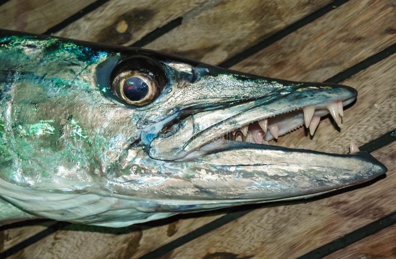 Great Barracuda with Sharp Teeth, Red Sea, Egypt. Stock Photo - Image ...