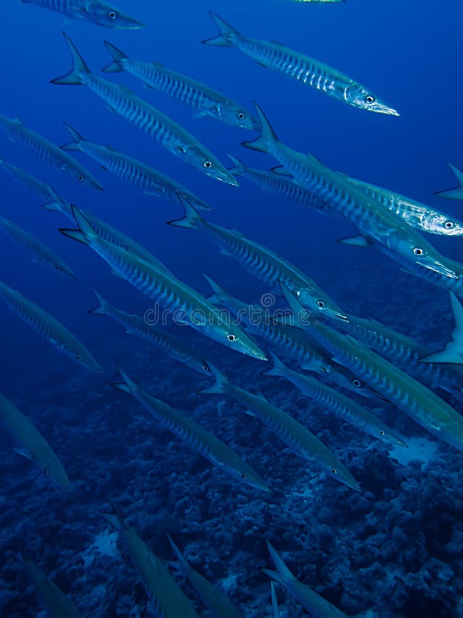 Great Barracuda Sphyraena Barracuda. Stock Image - Image of dangerous ...