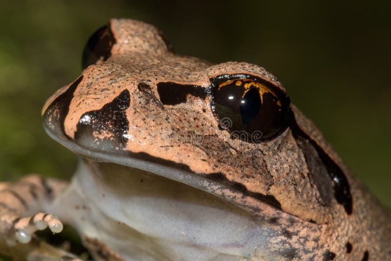 Great Barred Frog stock image. Image of nature, close - 190274777