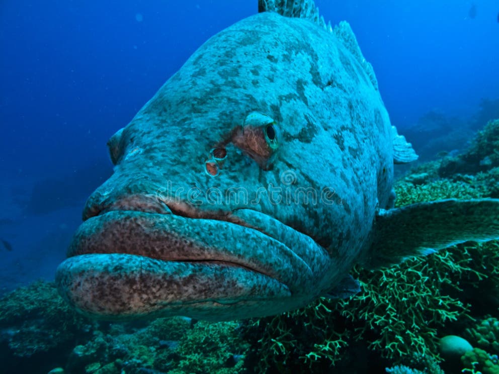Great Barrier Reef Australia Giant Potato Cod Stock Photos - Free ...