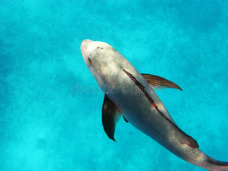 Great Barrier Reef. Big Fish in the Water Stock Image - Image of unique ...
