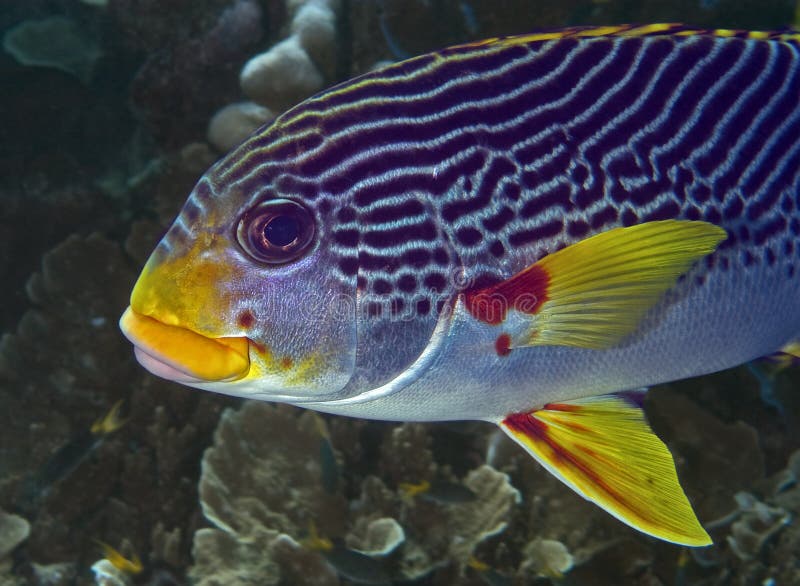 Great Barrier Reef Clown Fish (nemo) Stock Photo - Image of fish, fins ...