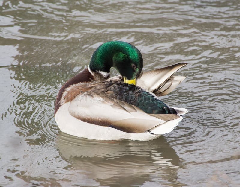 Ducks float in water stock photo. Image of bird, pond - 108301888