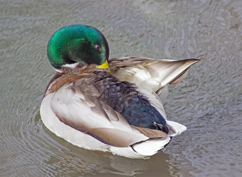 Ducks float in water stock image. Image of stay, fauna - 109077831