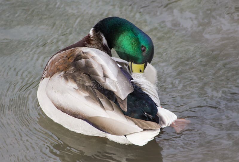 Ducks float in water stock image. Image of duck, pond - 110561317
