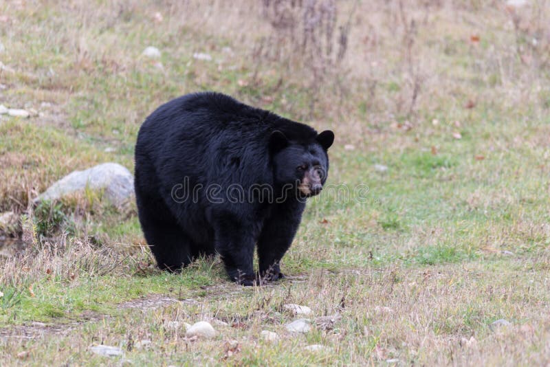 Great Big Black Bear stock photo. Image of forest, americanus - 46702330
