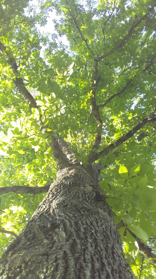 Hickory Tree in the Arboretum, Ann Arbor, Michigan USA Stock Photo ...