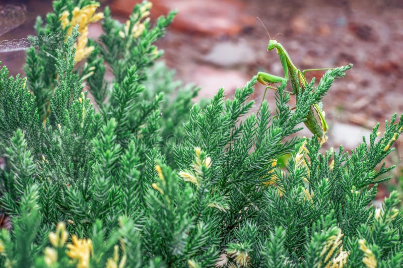 Great Big Mantis, Insect on a Plant Stock Image - Image of body ...