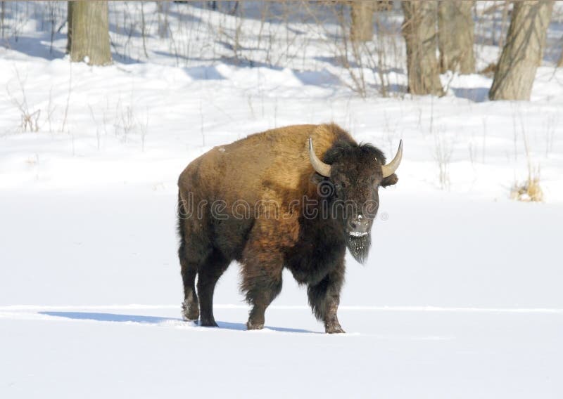 Great Bison. Picture Image: 5901207