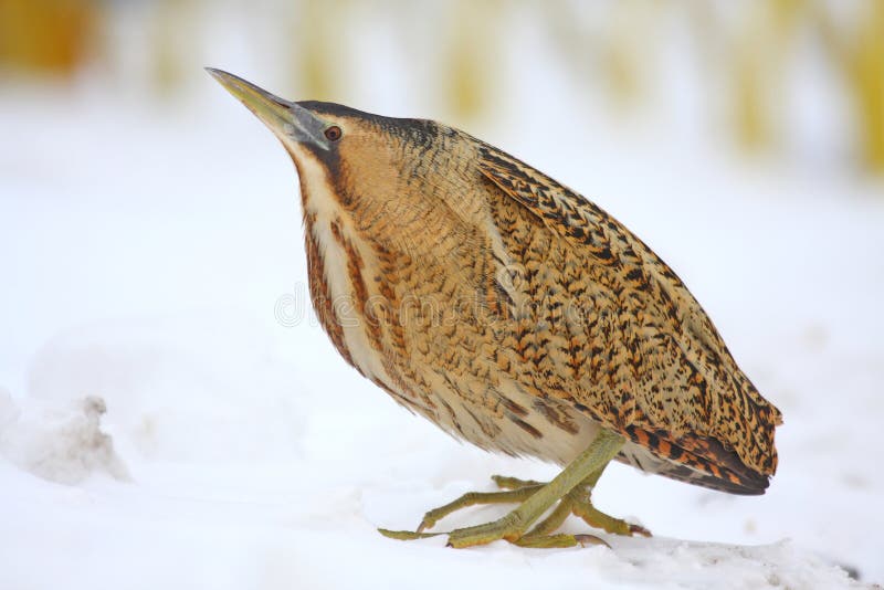 Great bittern stock image. Image of botaurus, freeze - 16840049