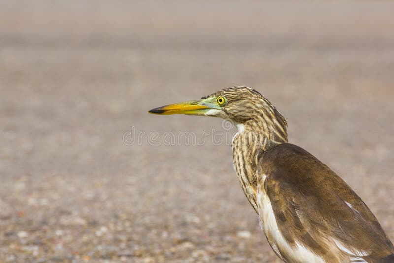 Great Bittern Camouflaged in Reed Stock Photo - Image of bittern, delta ...