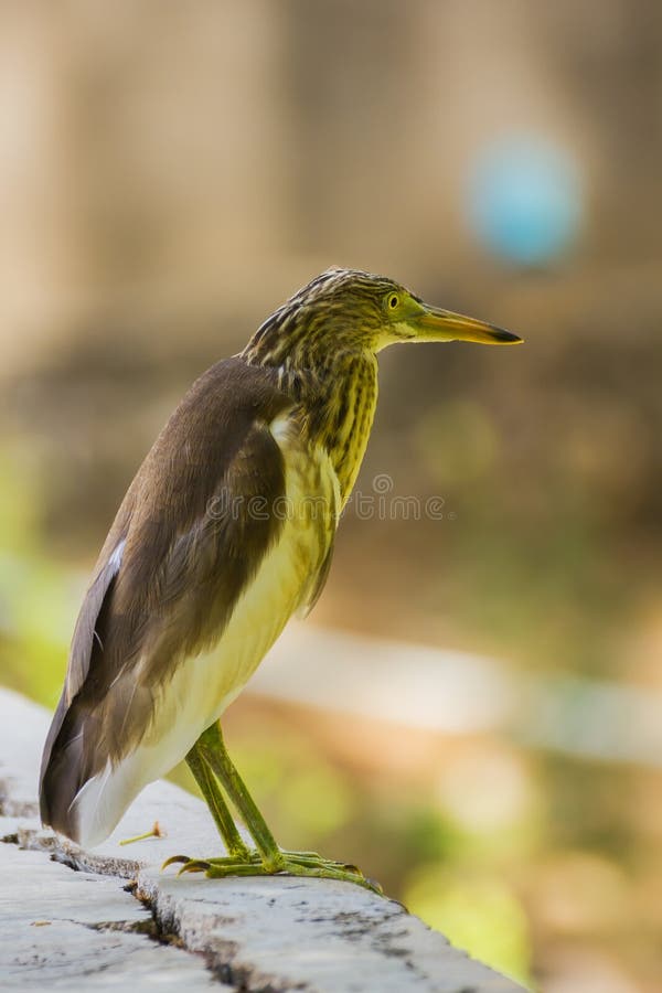 Great Bittern stock image. Image of botaurus, heron, reed - 26536489