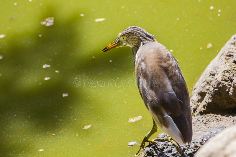 Great Bittern stock image. Image of green, birdwatching - 26536529