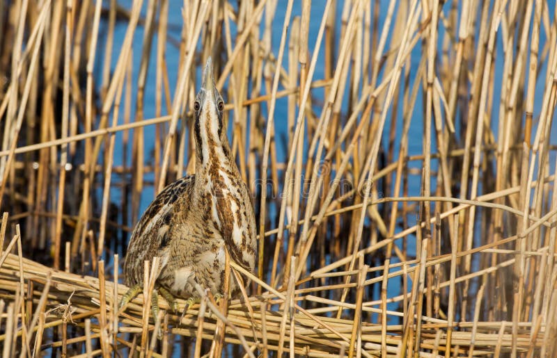 Hiding Bittern stock photo. Image of birds, characteristic - 14742094