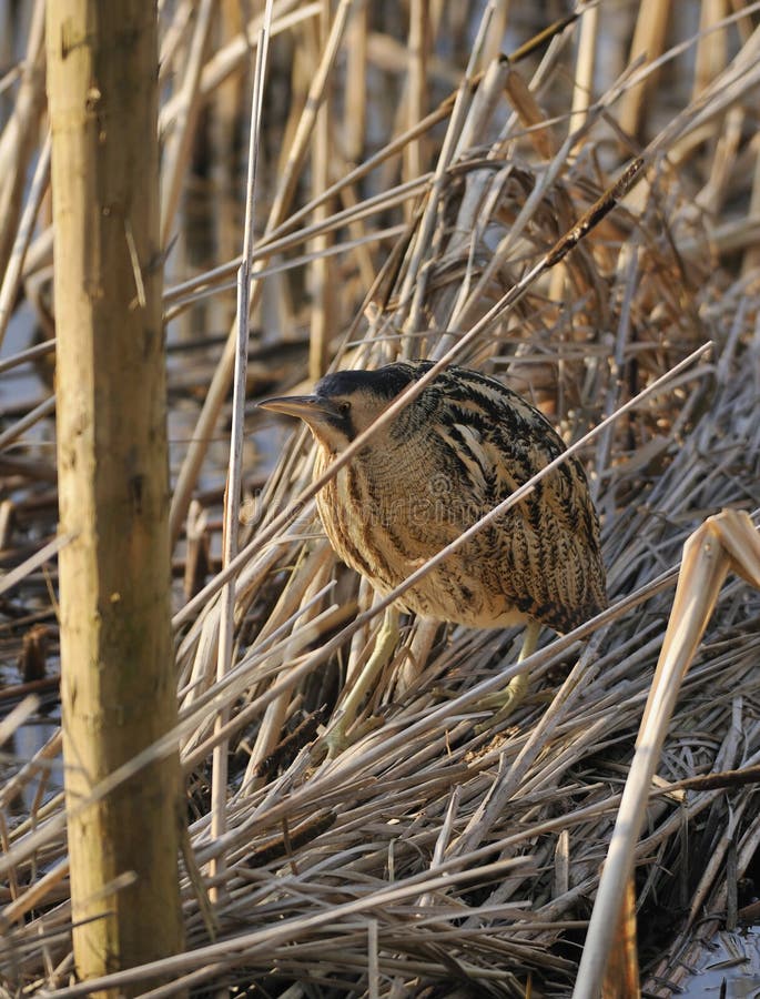 Great Bittern stock image. Image of portrait, british - 29676959