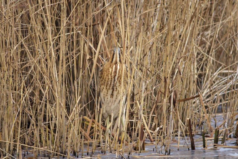Great Bittern stock image. Image of great, reedbed, camo - 58257197