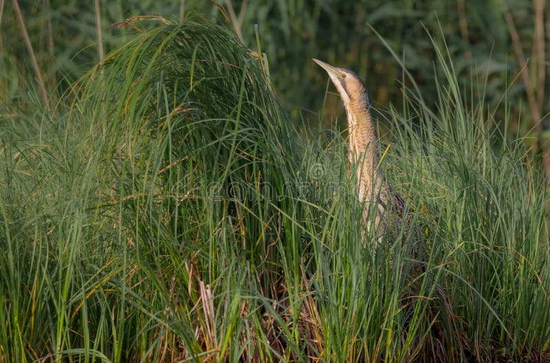Great Bittern - Botaurus Stellaris - Juvenile Bird Stock Photo - Image ...