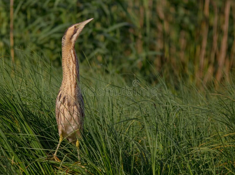 Great Bittern - Botaurus Stellaris Stock Image - Image of wildlife ...